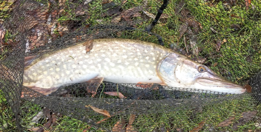 Noyer le poisson – velomaxou